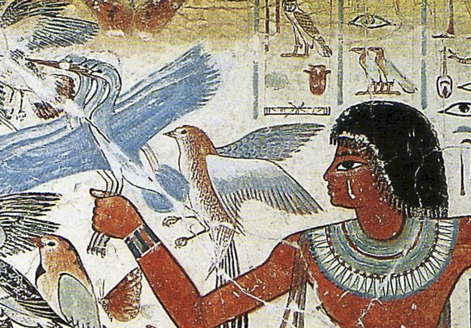 Considering a genealogy of birds - 3 Quarks Daily