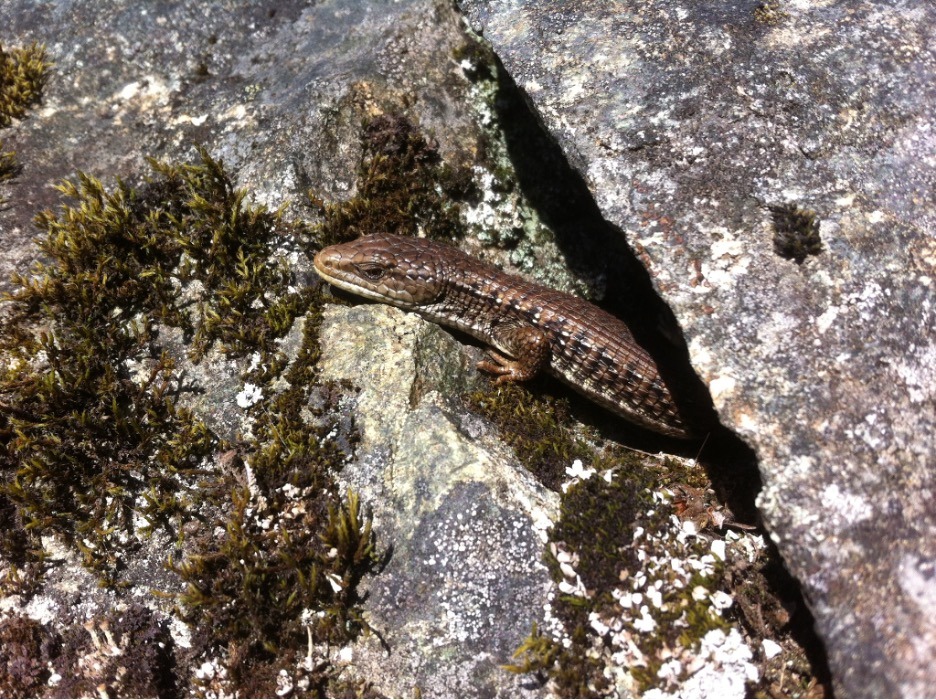 The Frog, the Frog, and the Lizard—Native and Invasive Species on the ...