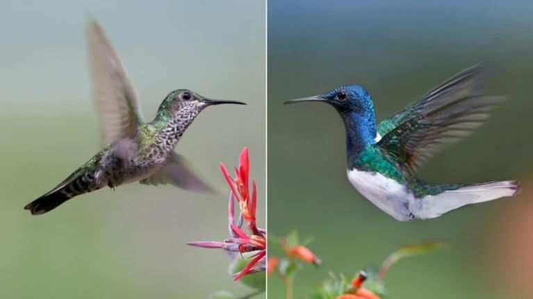 Female birds disguised as males get extra food - 3 Quarks Daily