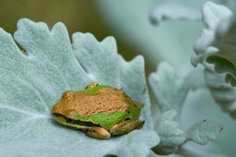 The Frog, the Frog, and the Lizard—Native and Invasive Species on the ...