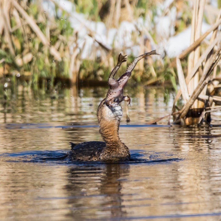 The Frog, the Frog, and the Lizard—Native and Invasive Species on the ...