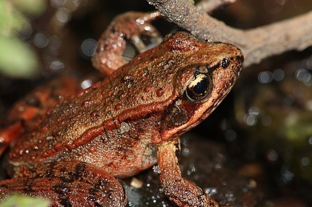 The Frog, the Frog, and the Lizard—Native and Invasive Species on the ...