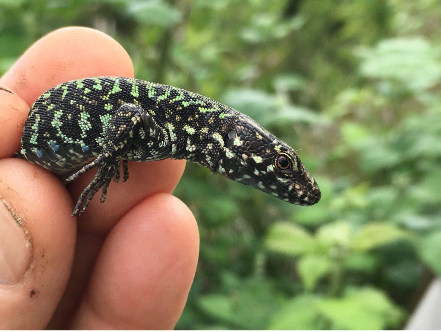 The Frog, the Frog, and the Lizard—Native and Invasive Species on the ...