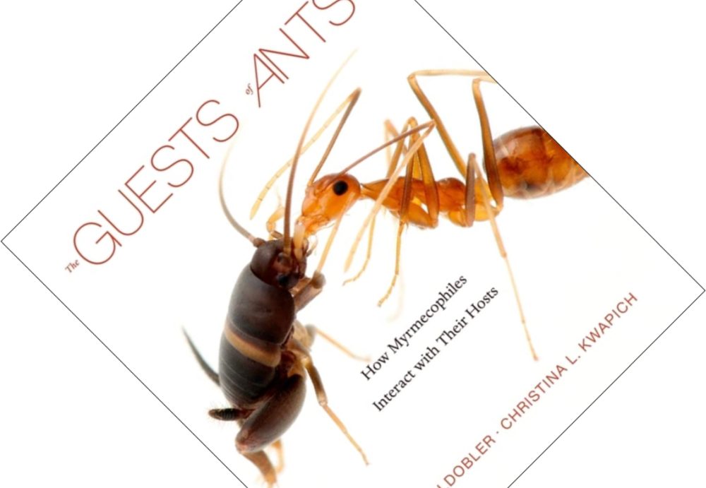 The Guests Of Ants: How Myrmecophiles Interact With Their Hosts - 3 ...