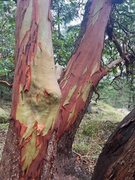 Wild Trees I Have Known - 3 Quarks Daily
