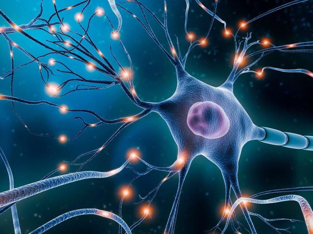 How Do Neurons Work? - 3 Quarks Daily