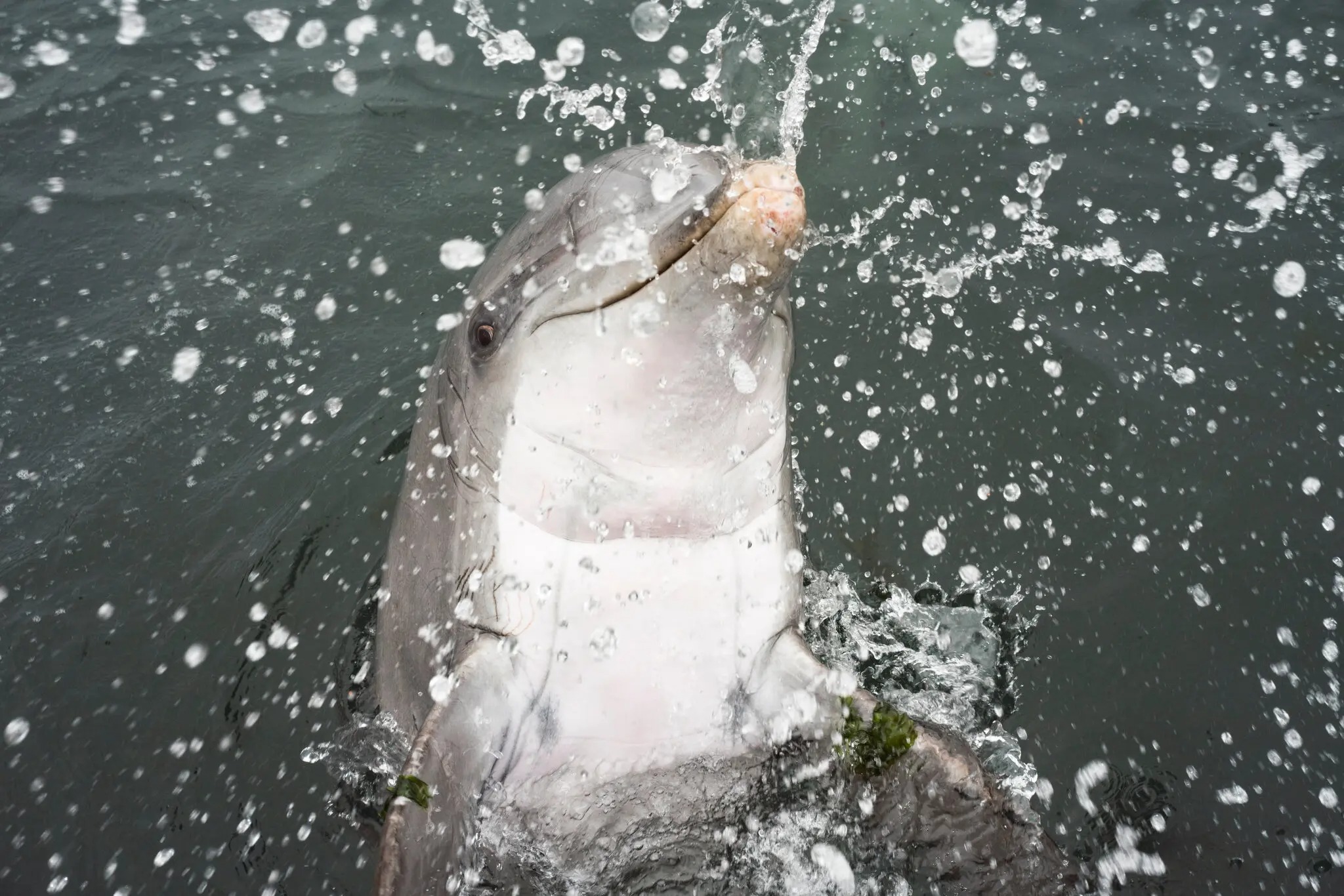 The Navy’s Dolphins Have a Few Things to Tell Us About Aging - 3 Quarks ...