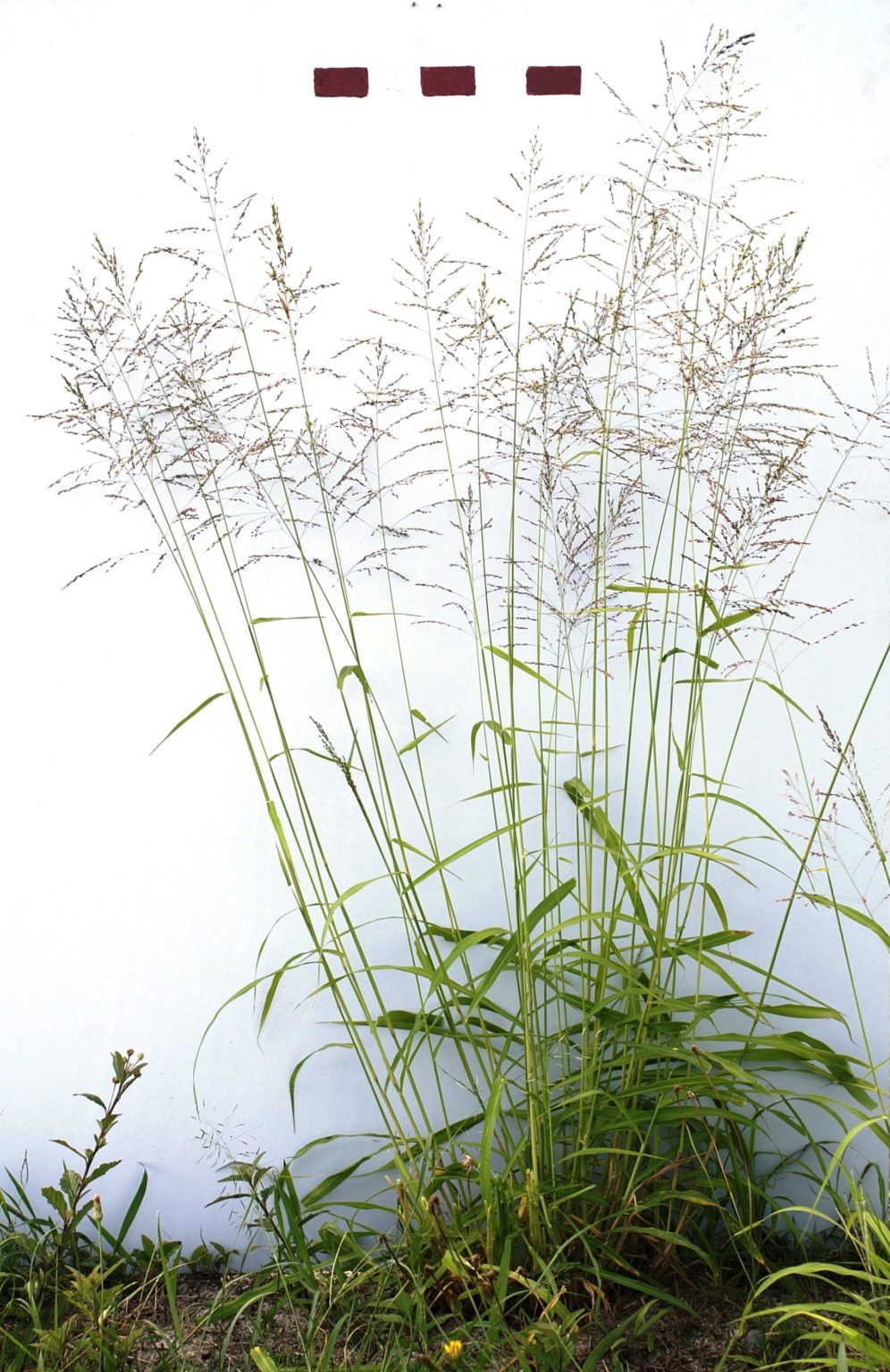 Plant Of The Month: Guinea Grass - 3 Quarks Daily