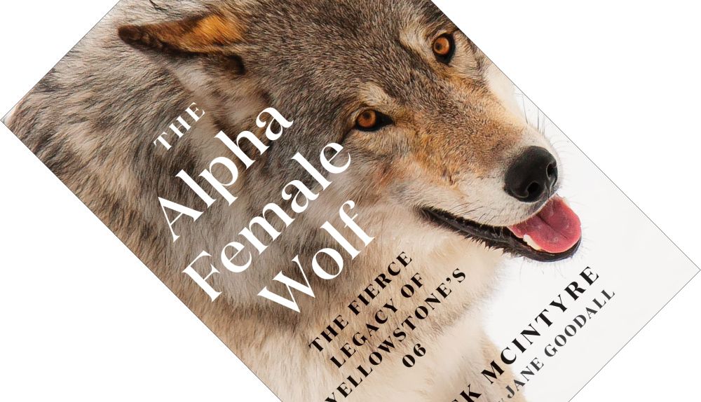 The Alpha Female Wolf at Yellowstone - 3 Quarks Daily
