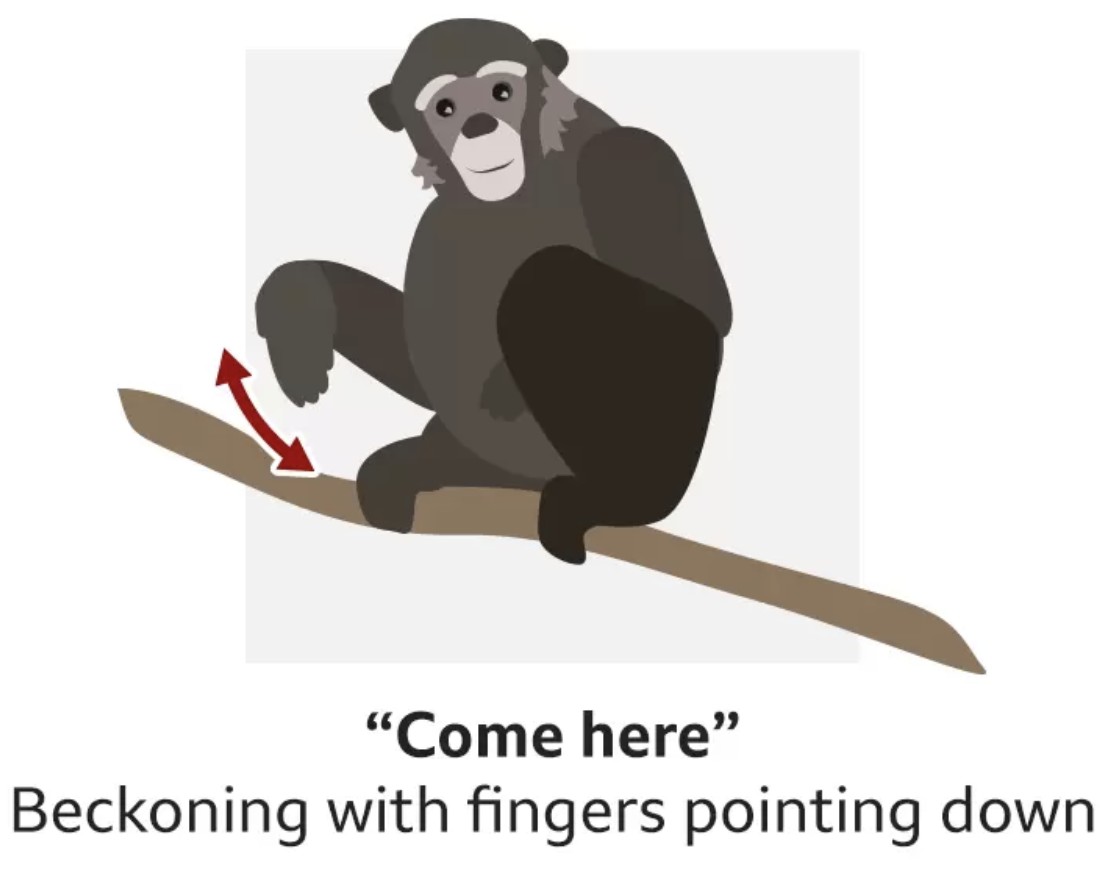 Humans and wild apes share common language - 3 Quarks Daily
