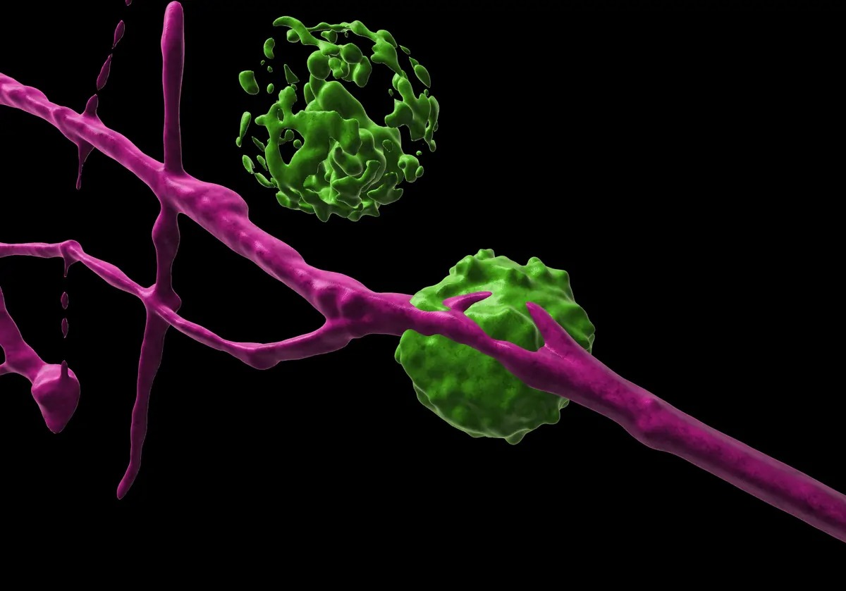 How Cells in the Skin Team Up To Fight Pathogens - 3 Quarks Daily