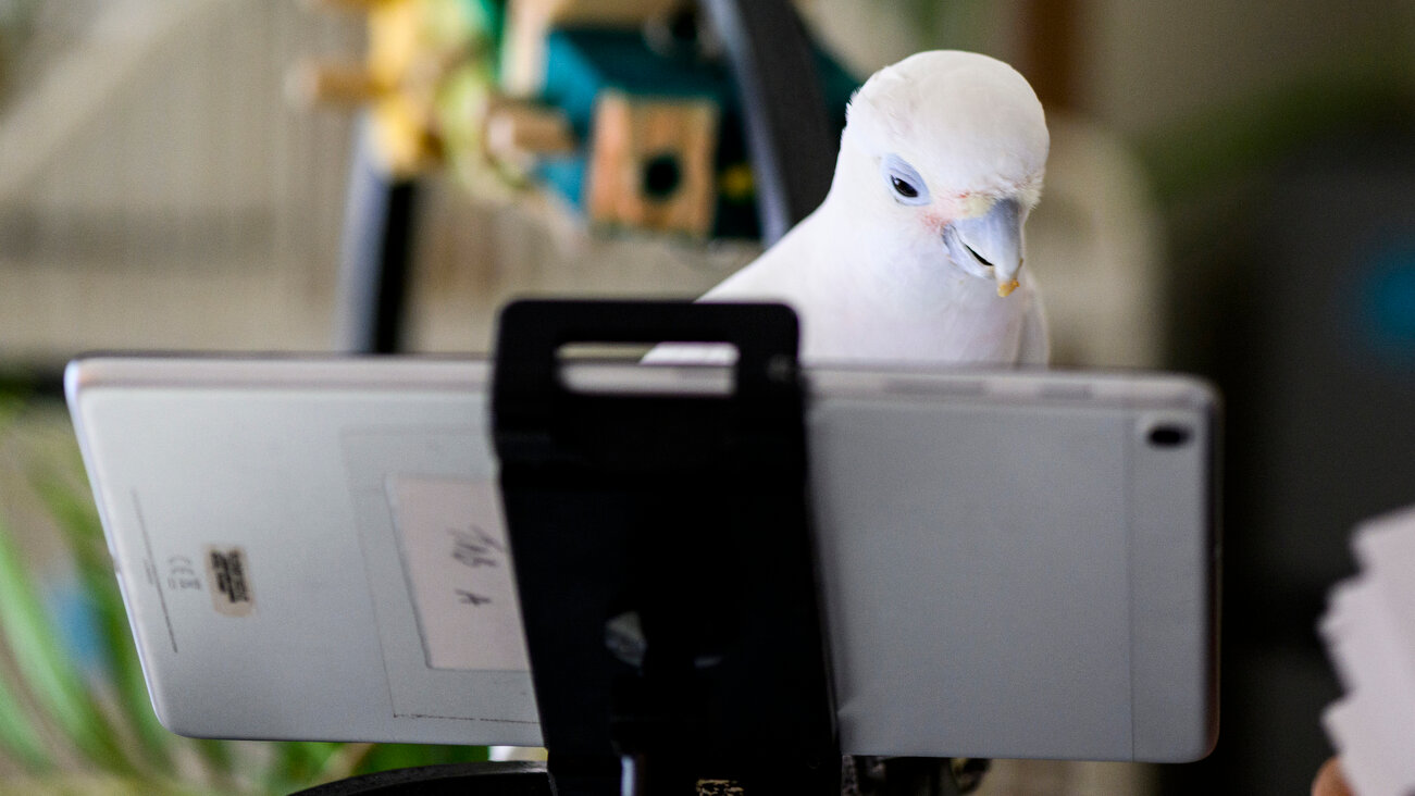 Parrots Video Calling Other Parrots - 3 Quarks Daily