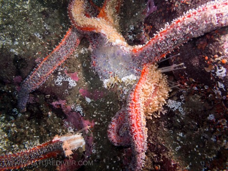 Sea Star Wasting Syndrome and Kelp Forest Collapse in the Northeast ...