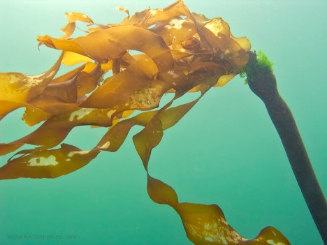 Sea Star Wasting Syndrome and Kelp Forest Collapse in the Northeast ...