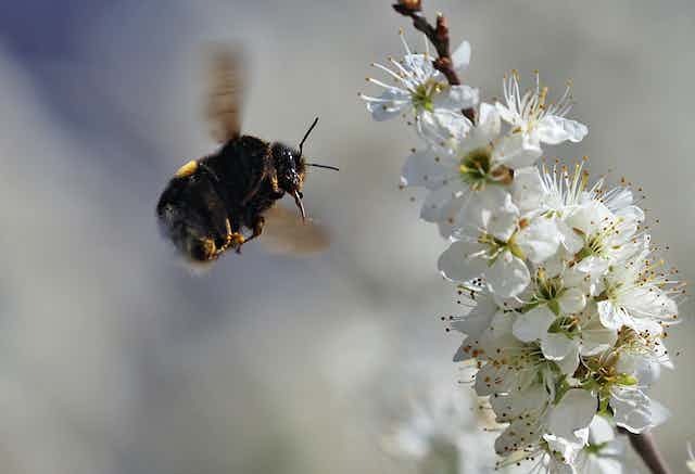 Bees can learn, remember, think and make decisions – here’s a look at ...