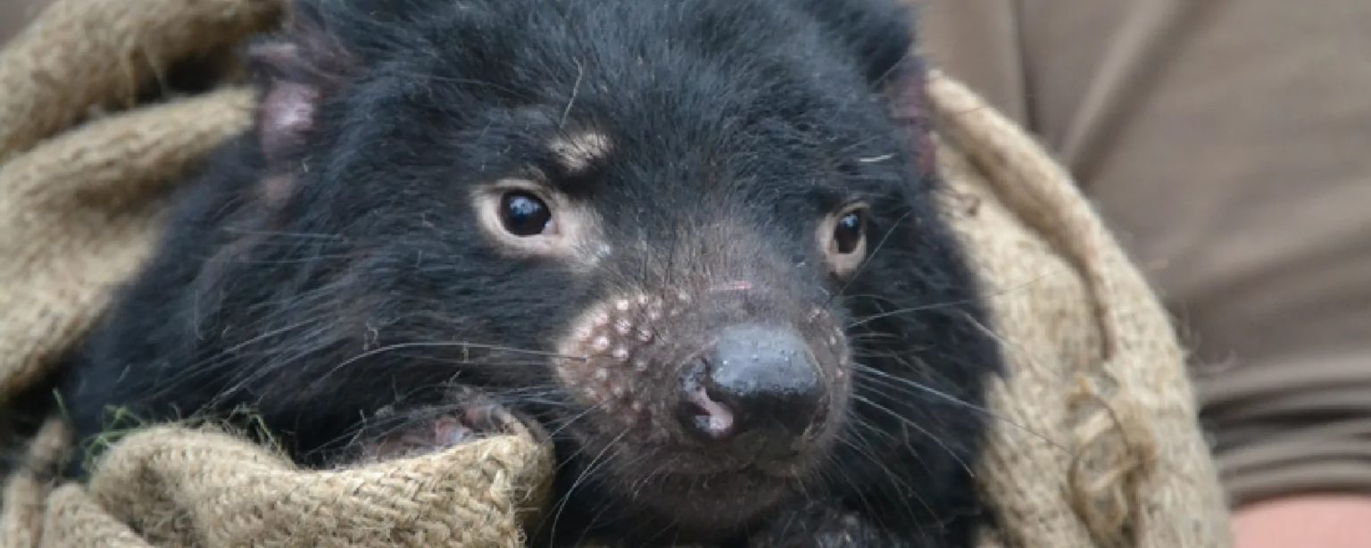 Tasmanian Devils Face Threats from Rapidly Evolving Facial Cancers - 3 ...