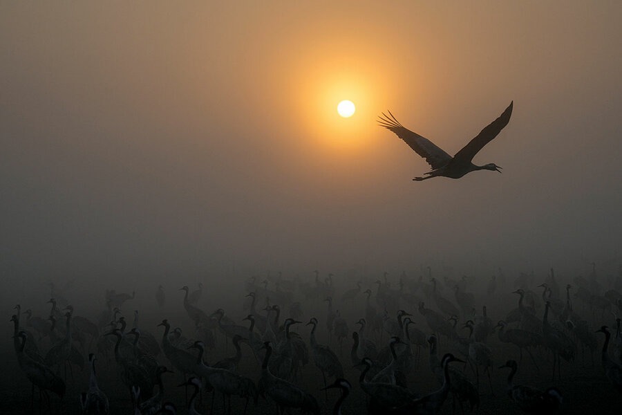 Bird migration’s robust history – and fragile future - 3 Quarks Daily