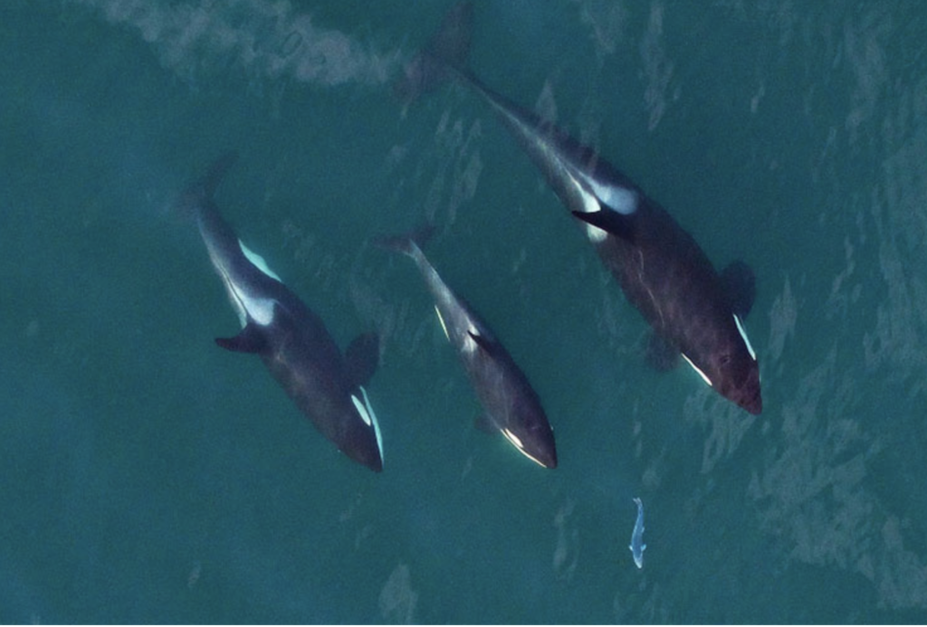 Staying Alive: The Owl, the Orca, and the Human Problem - 3 Quarks Daily