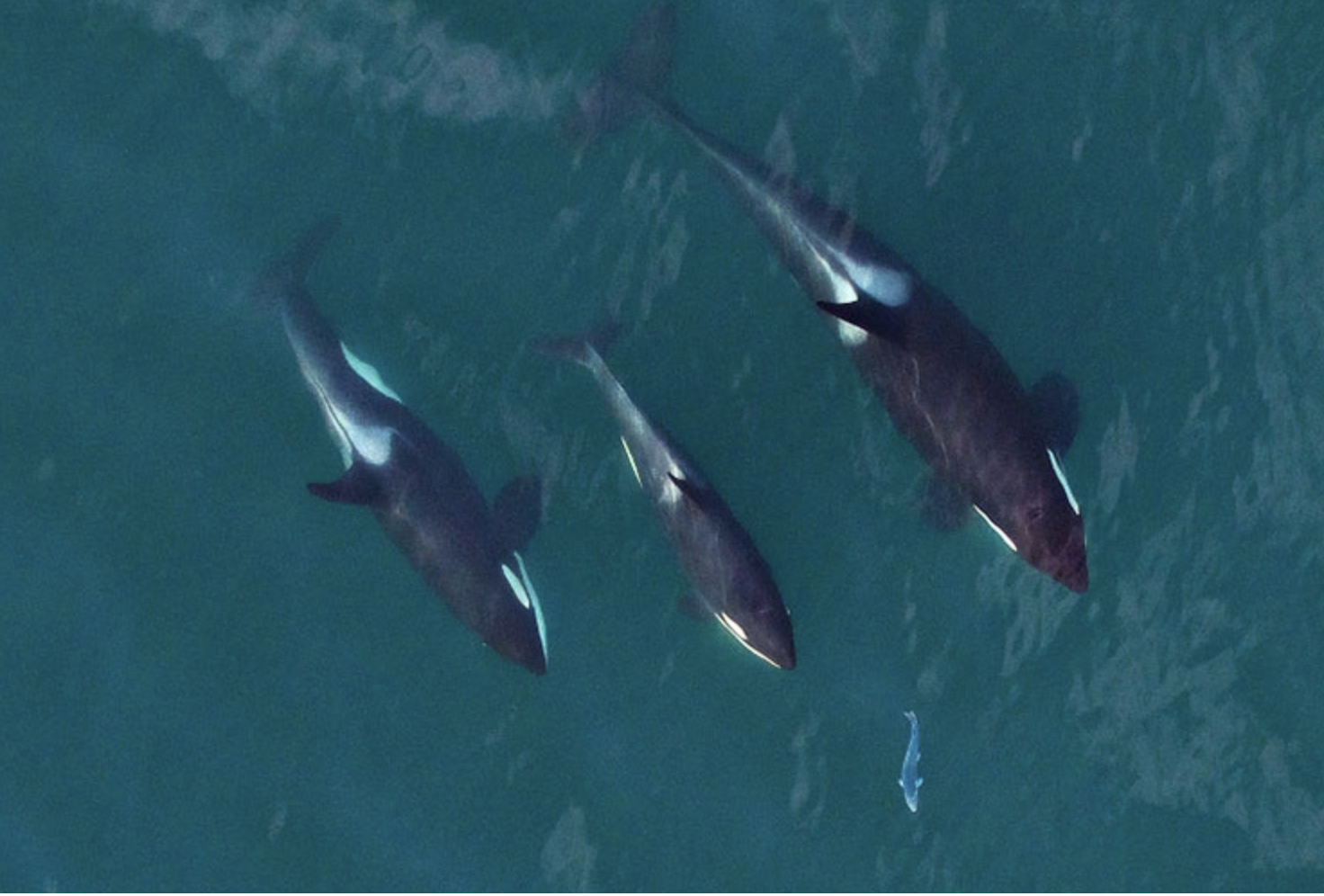 Staying Alive: The Owl, the Orca, and the Human Problem - 3 Quarks Daily