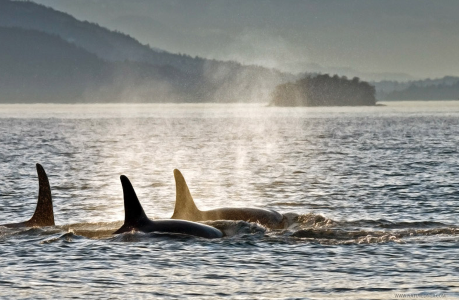 Staying Alive: The Owl, the Orca, and the Human Problem - 3 Quarks Daily