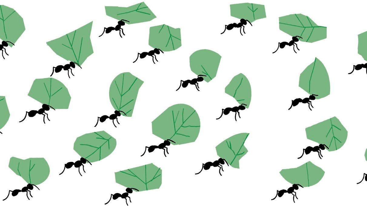 Ants march, whales swoop in Museum of Natural History update - 3 Quarks ...