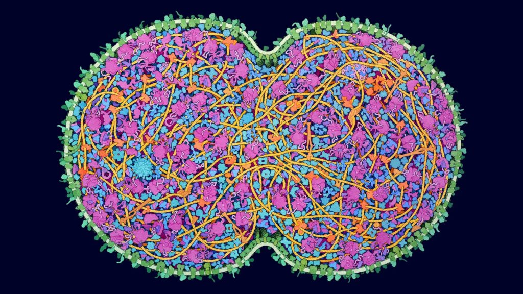 Even Synthetic Life Forms With a Tiny Genome Can Evolve - 3 Quarks Daily