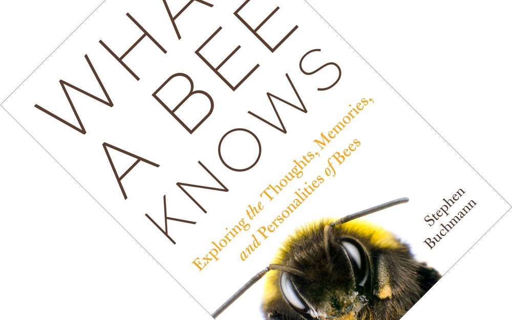 Exploring The Thoughts, Memories, And Personalities Of Bees - 3 Quarks ...