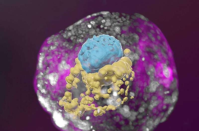 Human embryo models grown from stem cells - 3 Quarks Daily