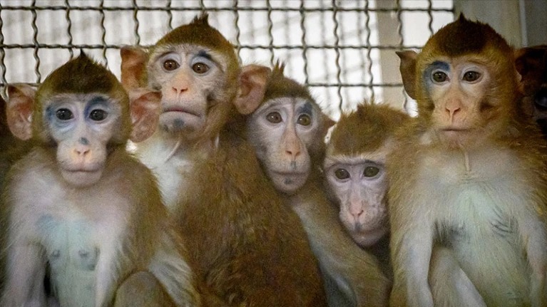 How wild monkeys ‘laundered’ for science could undermine research - 3 ...