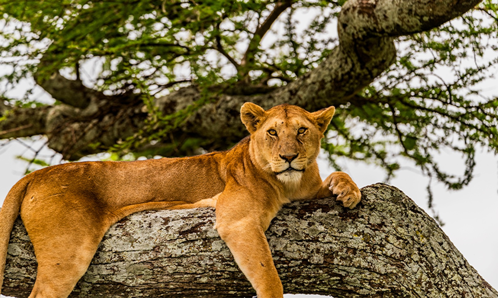 The Tiny Ant and the Mighty Lion - 3 Quarks Daily