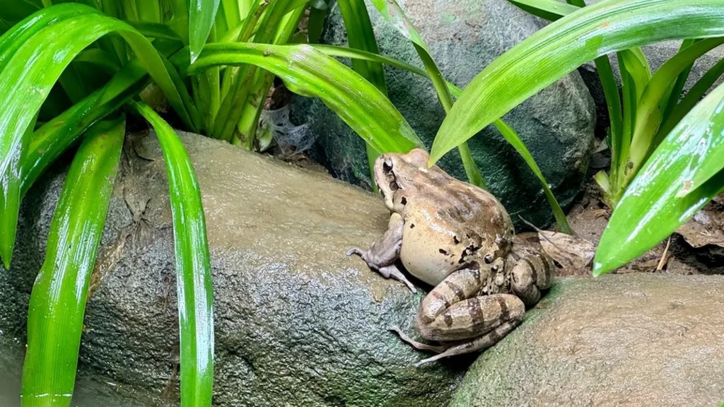 Caribbean Mountain frogs that taste like chicken born at London Zoo - 3 ...
