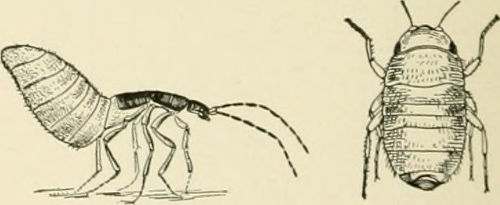 Are Insects Conscious? - 3 Quarks Daily