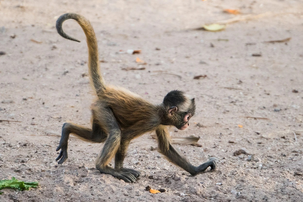 How humans lost their tails — and why the discovery took 2.5 years to ...