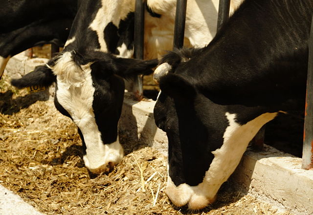 Cleaning up Cow Burps to Combat Global Warming - 3 Quarks Daily