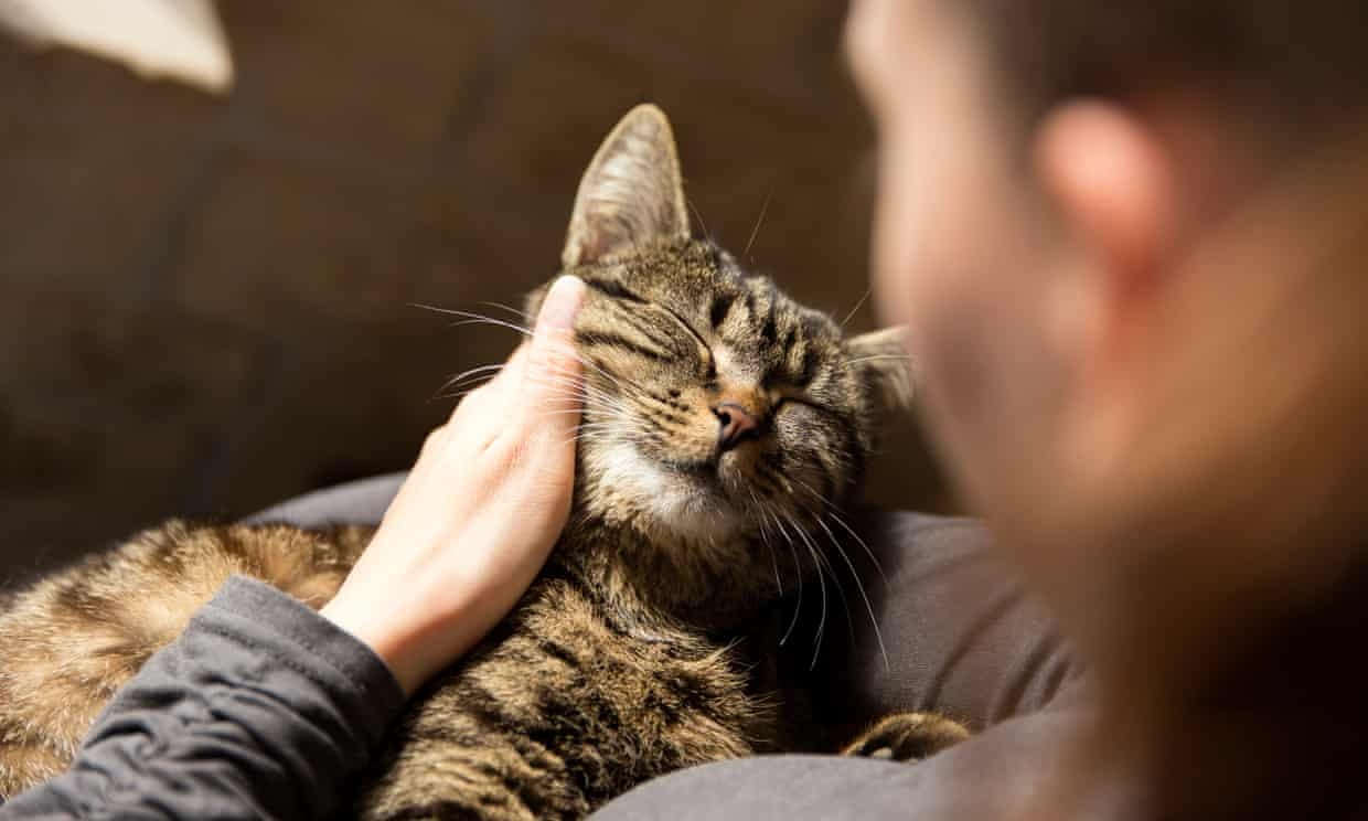 Sorry, JD Vance, but being a ‘childless cat lady’ is actually not a bad ...