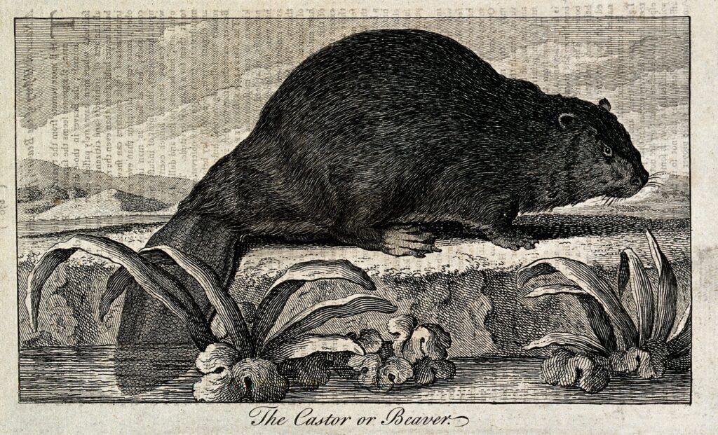 Making Progress on Beavers, AI, and Math - 3 Quarks Daily