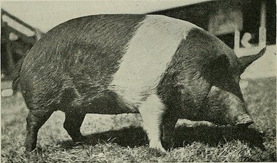 Swinburne in the Swine Barn - 3 Quarks Daily