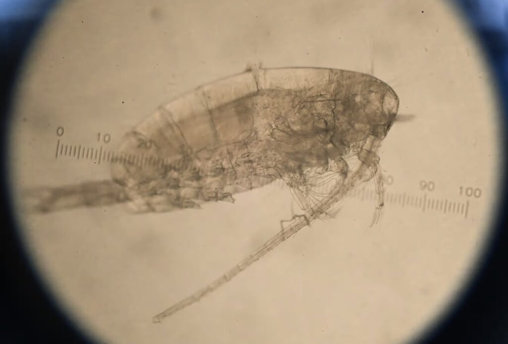 Plankton and the origins of life on Earth - 3 Quarks Daily