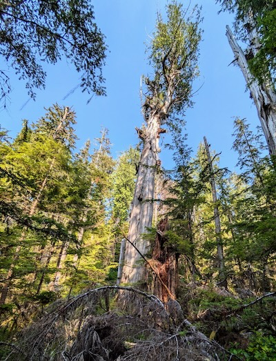 In the Heart of the Bear - 3 Quarks Daily | Flipboard