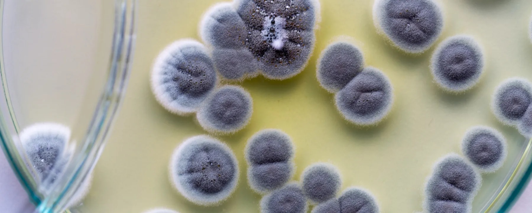 How a Moldy Cantaloupe Took Fleming’s Penicillin from Discovery to Mass ...