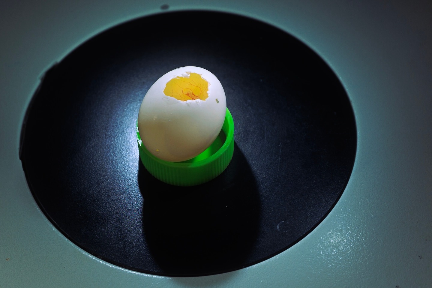 The dodo bird is extinct. This scientist says she can bring it back - 3 ...