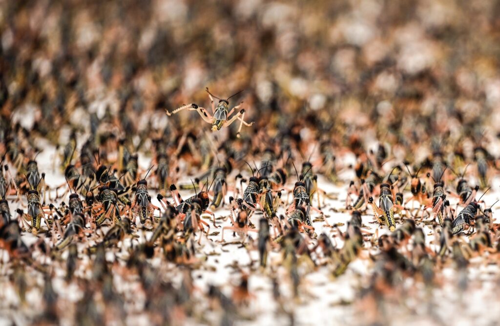 Virtual reality rewrites rules of the swarm - 3 Quarks Daily