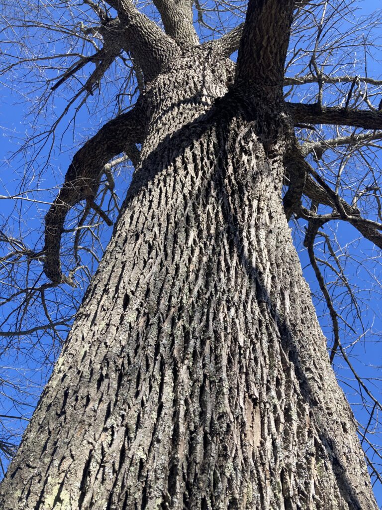 A Tree-Hugger's Parable - 3 Quarks Daily