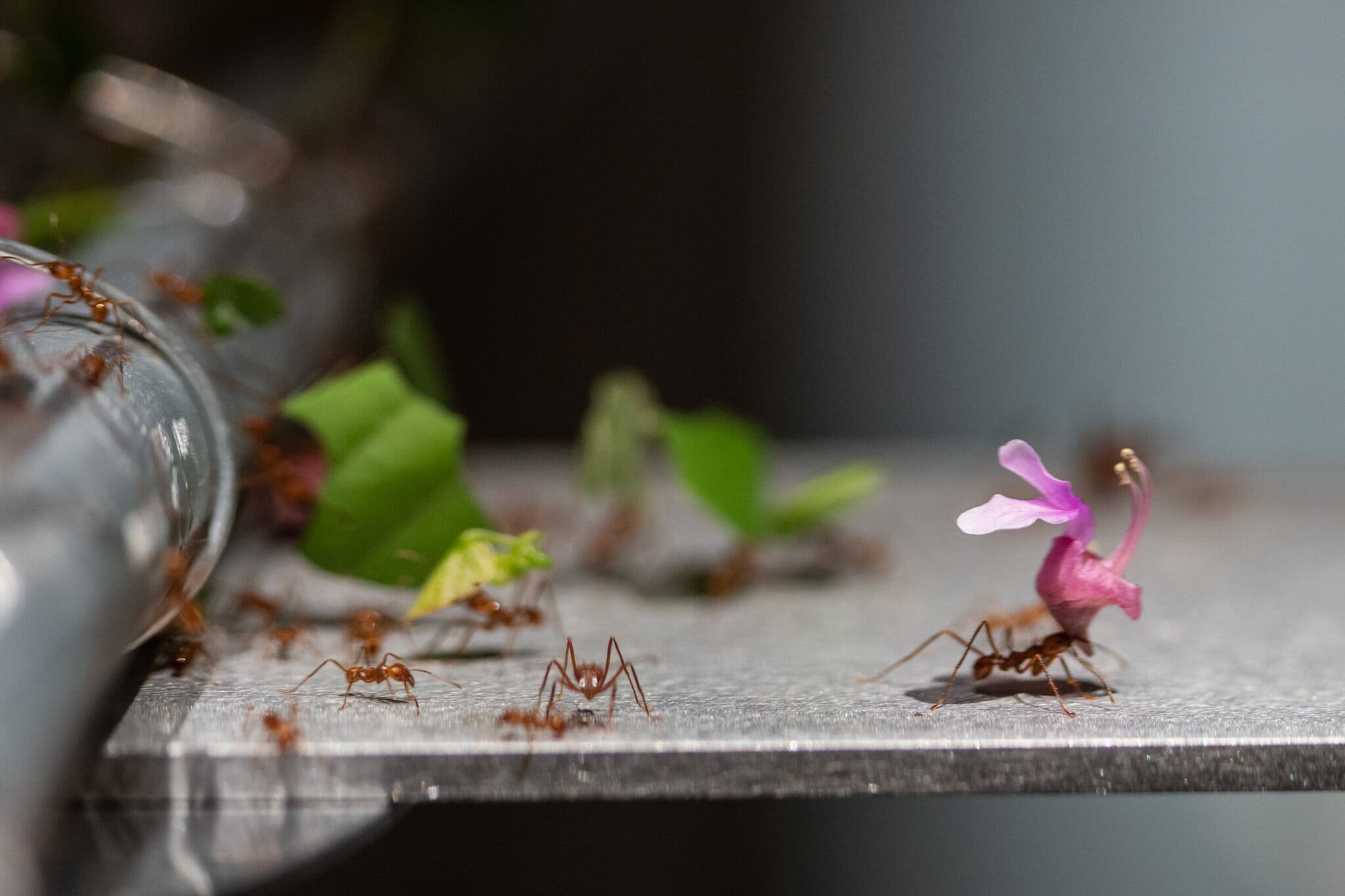 The Year the Leaf-Cutter Ants Took Manhattan - 3 Quarks Daily