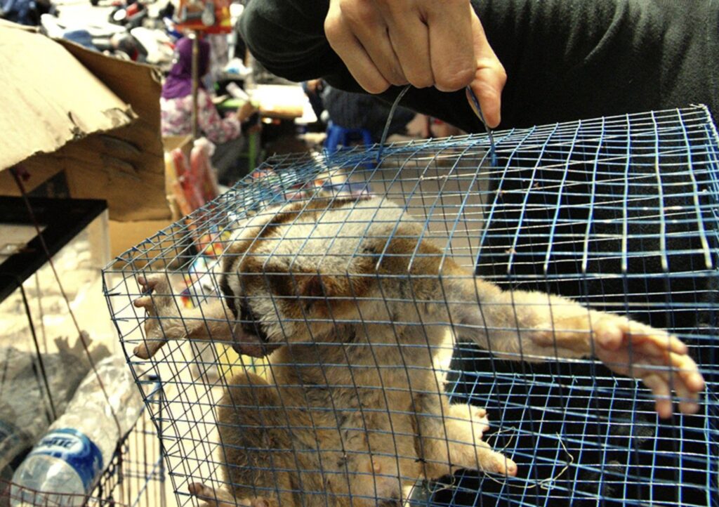 Inside the thriving wild-animal markets that could start the next ...
