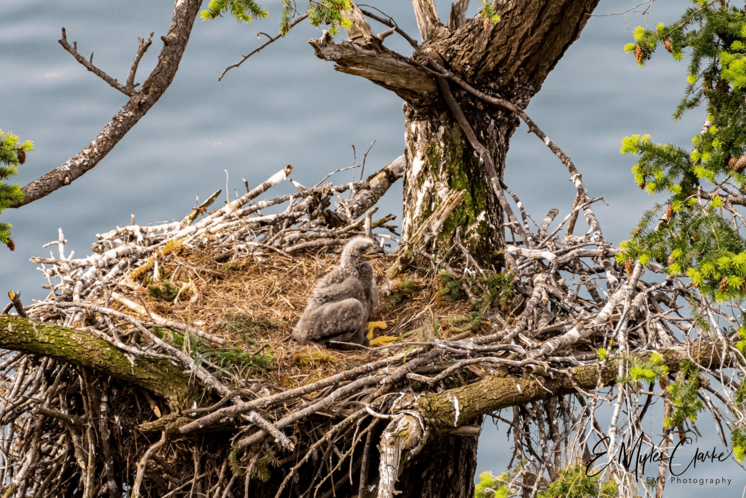 Sticks and Stones and Spider Silk: The Remarkable Toolkits of Nest ...