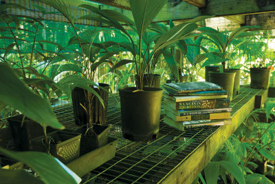 The Ecosystems of W.S. Merwin - 3 Quarks Daily