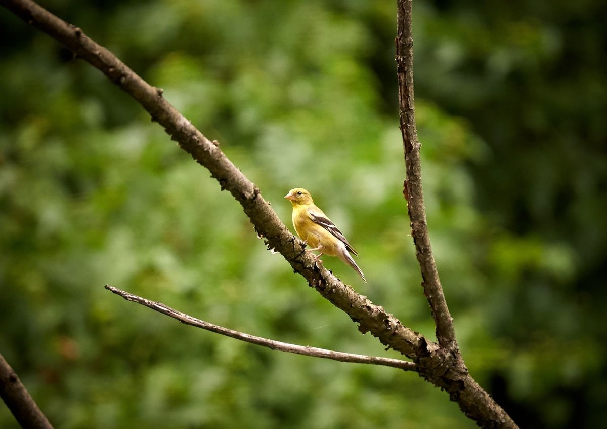 Annie Dillard's Mesmerizing Observations of Nature and Self at the Most ...