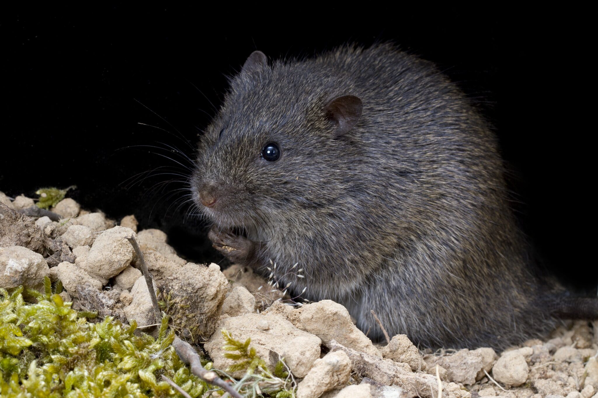 A Swamp-Rat Slaughter On The Bayou - 3 Quarks Daily