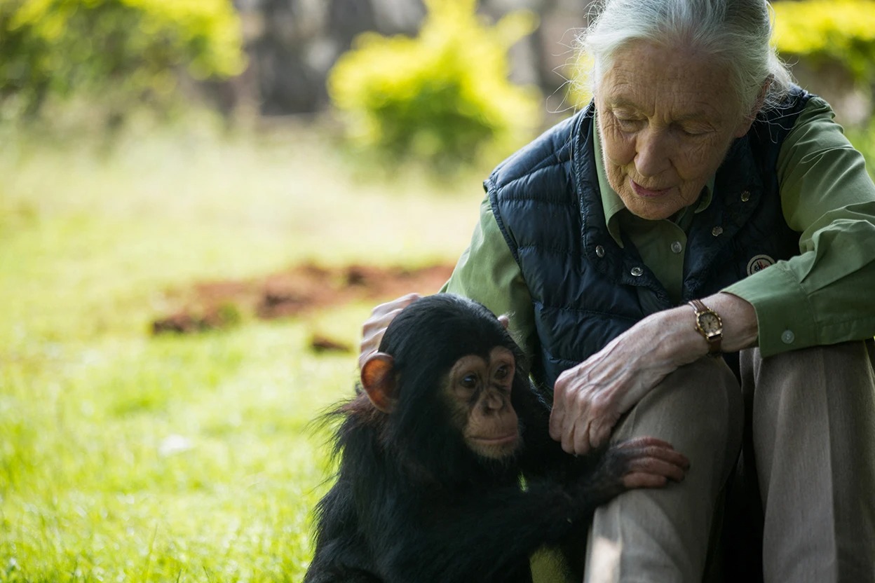 Jane Goodall’s legacy: three ways she changed science - 3 Quarks Daily